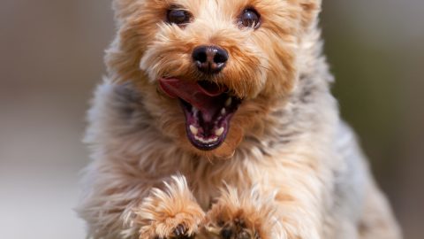 Yorkie-Poo Haircut Styles - Yorkie Universe