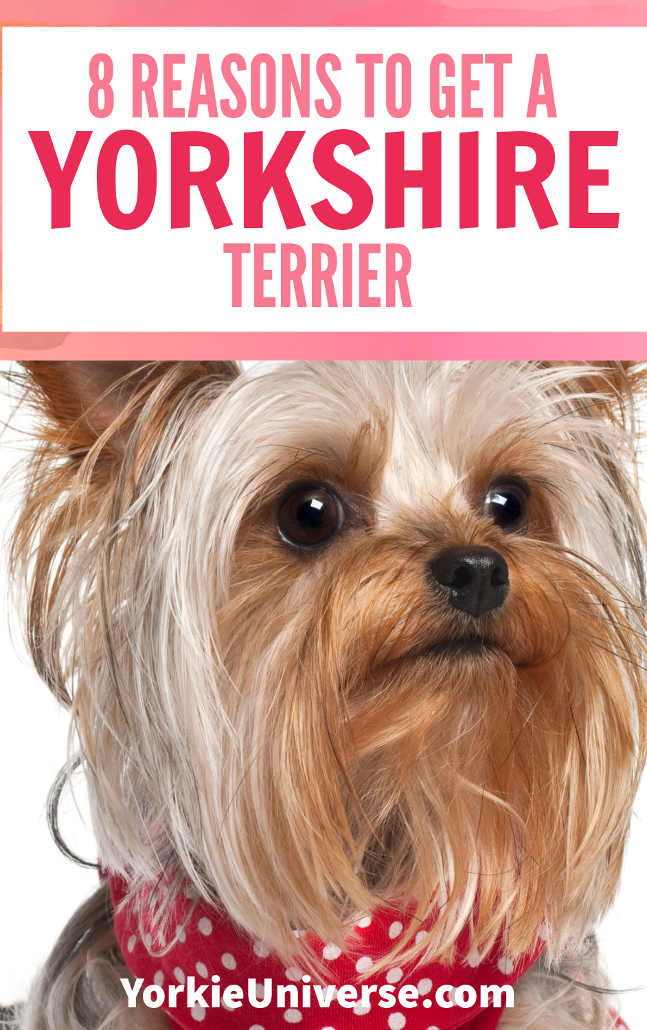 8 Reasons To Get A Yorkshire Terrier - Yorkie Universe