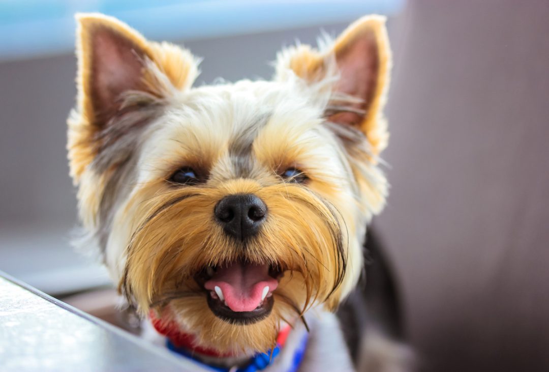 Are Yorkshire Terriers Smart? - Yorkie Universe