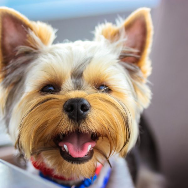 The Top 3 Reasons Why Your Yorkie Runs Away - Yorkie Universe