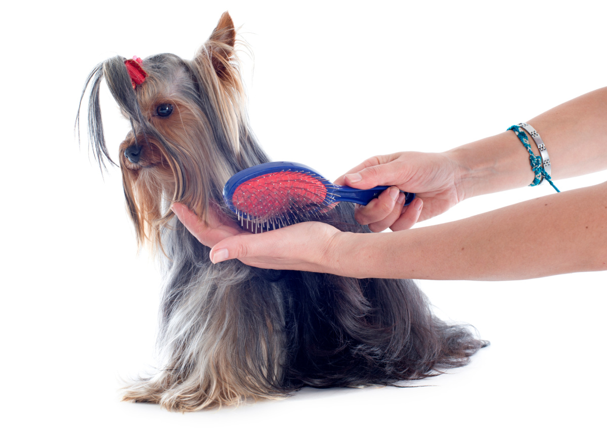 8 Reasons To Get A Yorkshire Terrier - Yorkie Universe