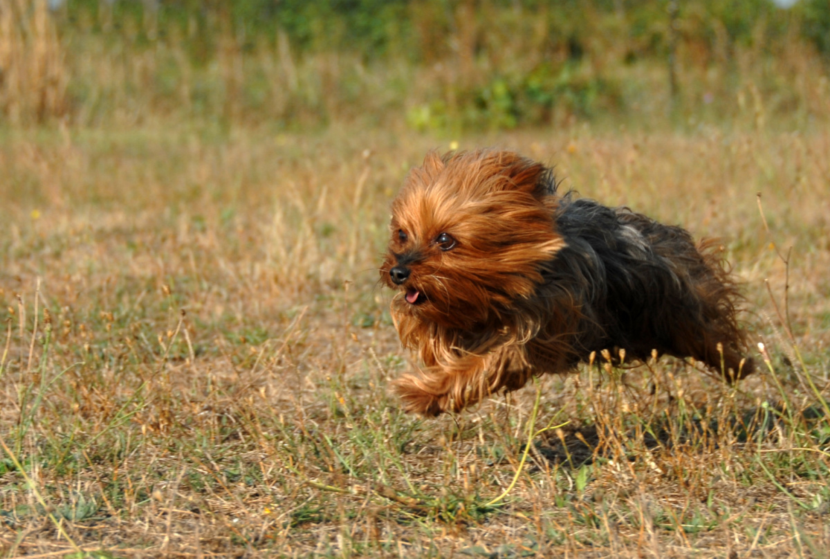 The Top 3 Reasons Why Your Yorkie Runs Away - Yorkie Universe