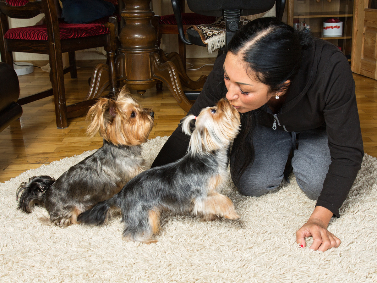 8 Reasons To Get A Yorkshire Terrier - Yorkie Universe