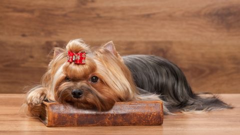 Common Yorkie Skin Problems and How to Prevent Them - Yorkie Universe