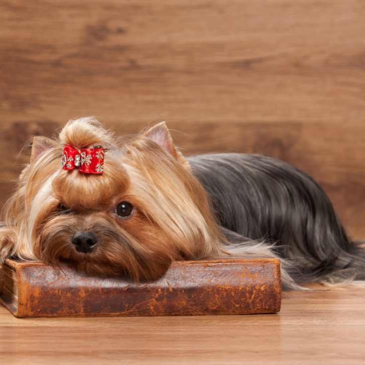 Common Yorkie Skin Problems and How to Prevent Them - Yorkie Universe