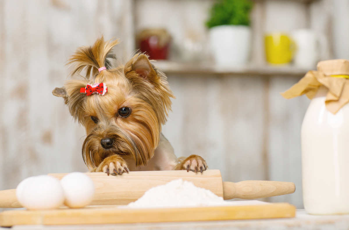 Yorkshire Terriers: Foods to Avoid - Yorkie Universe