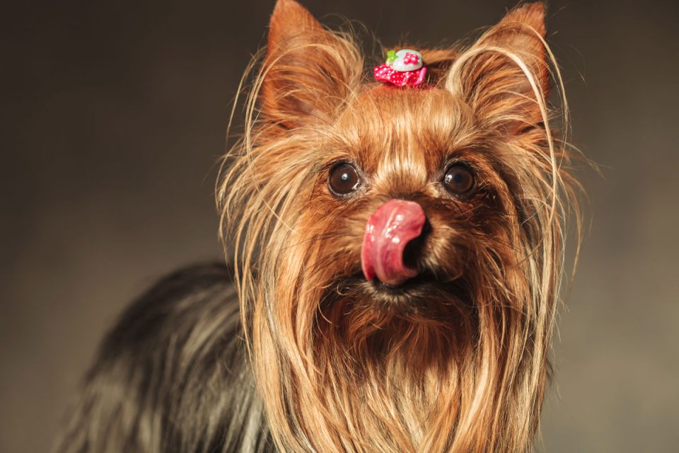 Yorkshire Terriers: Foods to Avoid - Yorkie Universe