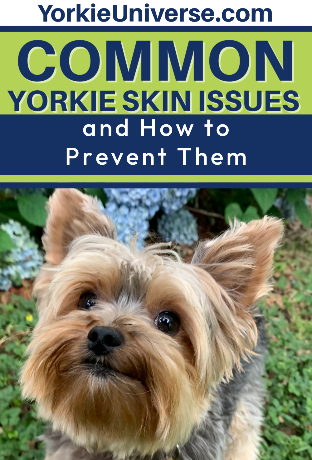 Common Yorkie Skin Problems and How to Prevent Them - Yorkie Universe