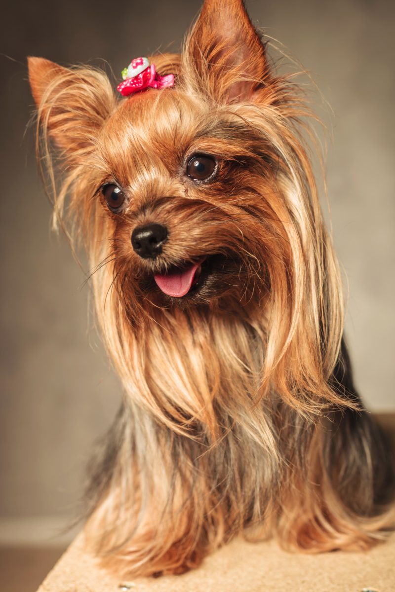 Common Yorkie Skin Problems and How to Prevent Them - Yorkie Universe