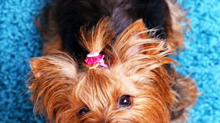 Do Yorkies’ Tails Have To Be Docked? - Yorkie Universe
