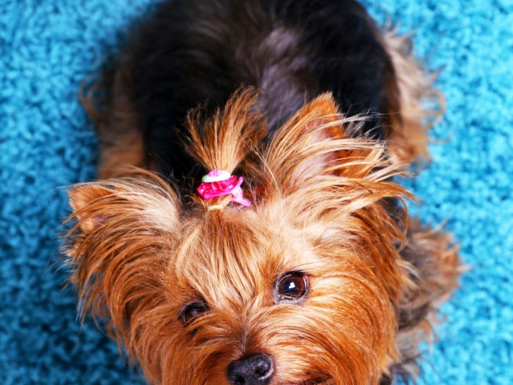 Yorkie Universe-All About Yorkshire Terriers - Yorkie Universe