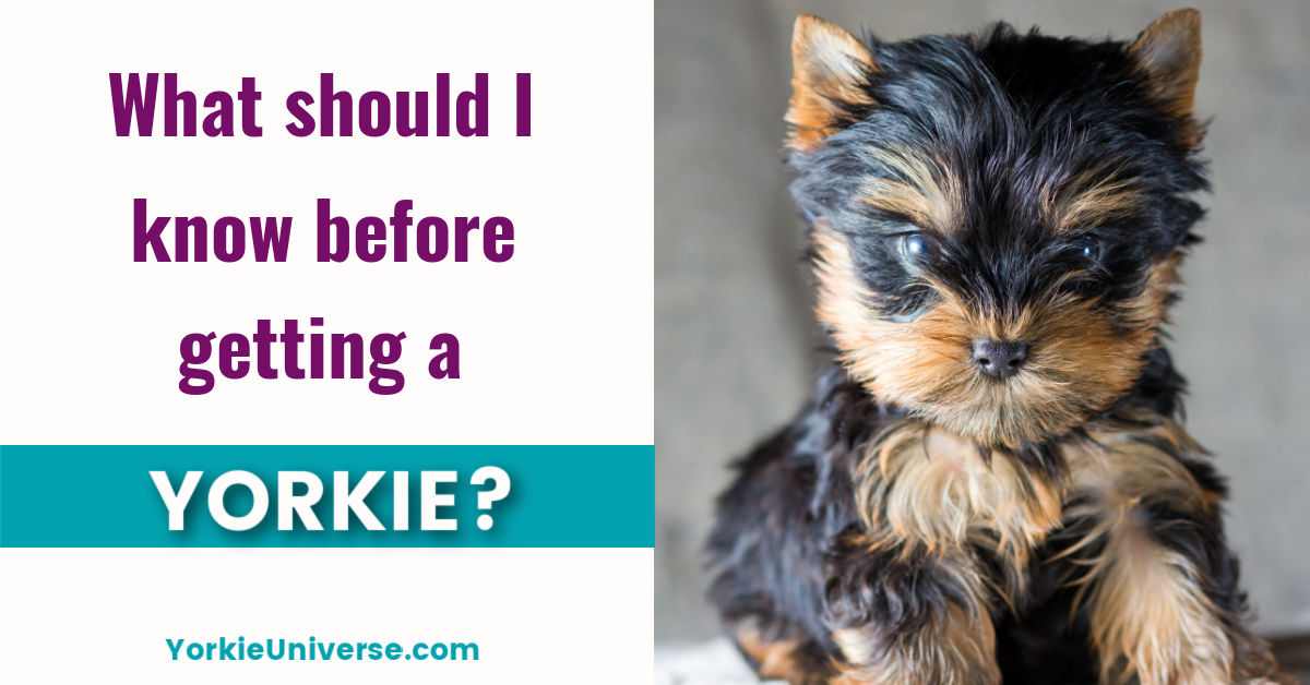 What Should I Know Before Getting A Yorkie Yorkie Universe