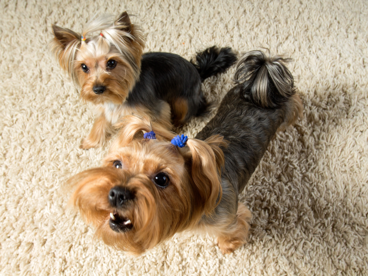 11 Ways to Stop a Yorkie From Barking - Yorkie Universe