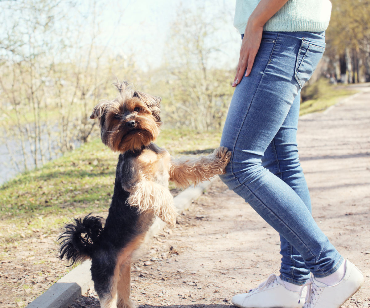 Yorkie Behavior and Training Archives - Yorkie Universe