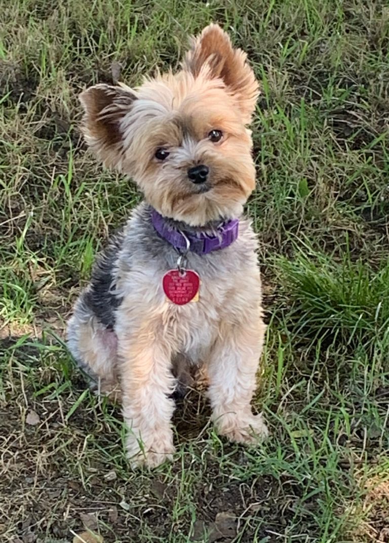 11 Interesting Yorkie Facts That Will Surprise You - Yorkie Universe
