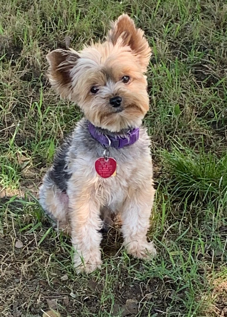 Yorkie Daily Schedule: Essential Guide for Your Little Pup - Yorkie ...