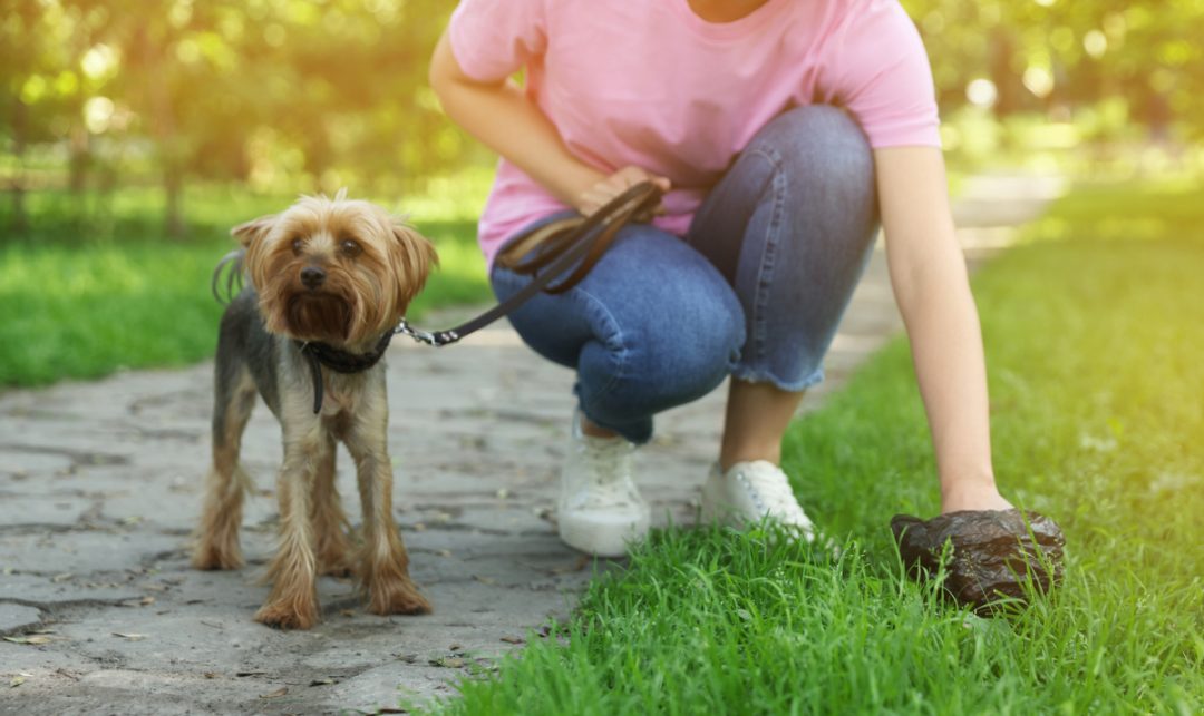 Yorkshire Terrier Training: Why They Can Be Difficult to Train - Yorkie ...