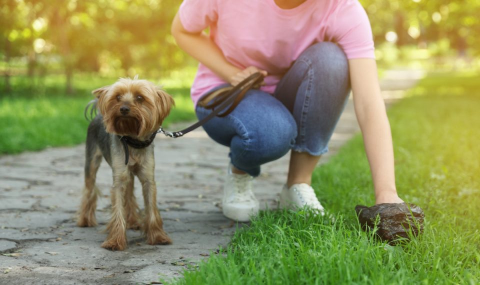 Yorkshire Terrier Training: Why They Can Be Difficult to Train - Yorkie ...