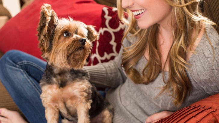 11 Ways to Stop a Yorkie From Barking - Yorkie Universe