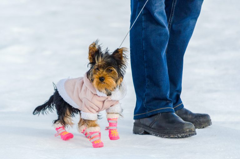 12 Ways You’re Hurting Your Yorkie Without Realizing - Yorkie Universe