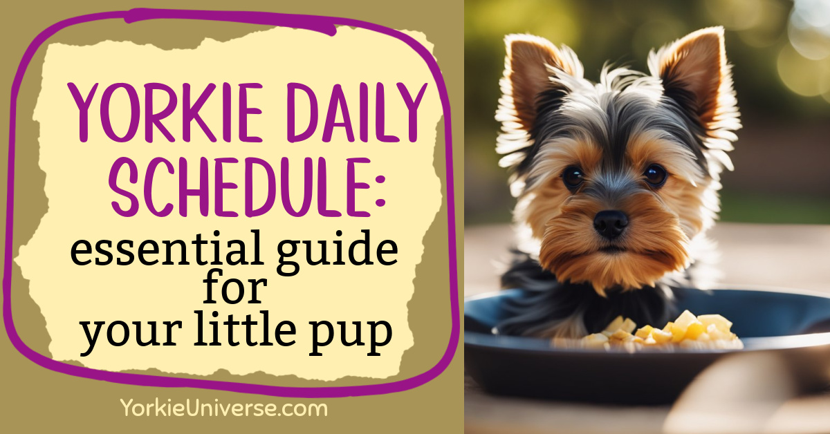Yorkie Daily Schedule: Essential Guide for Your Little Pup - Yorkie ...