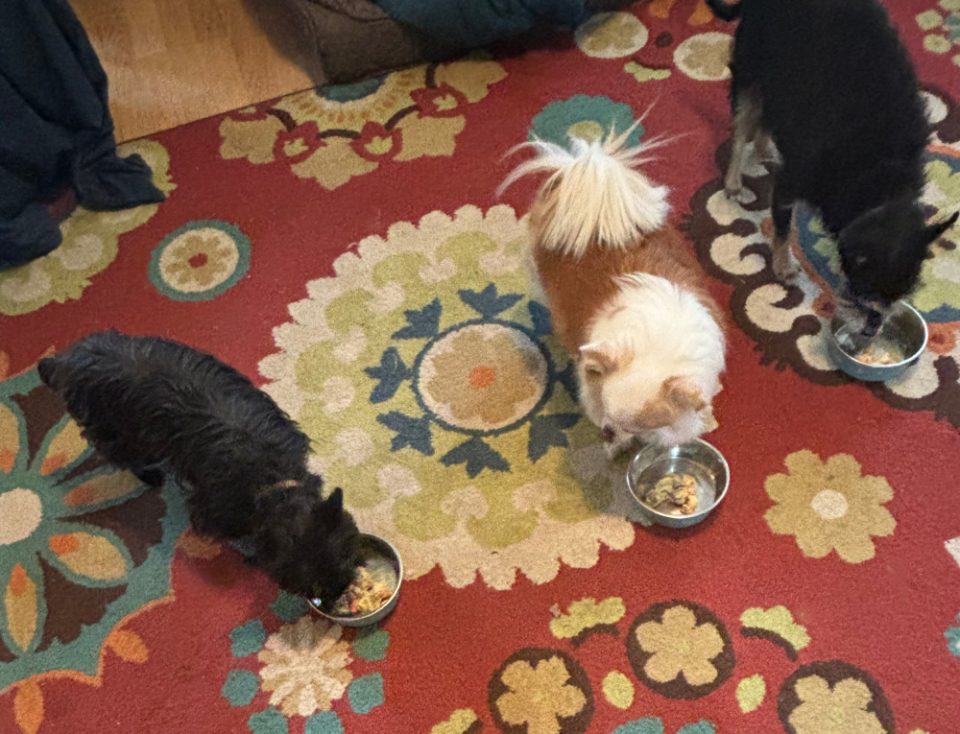 Ollie Dog Food: Perfect Solution for Picky Yorkies - Yorkie Universe