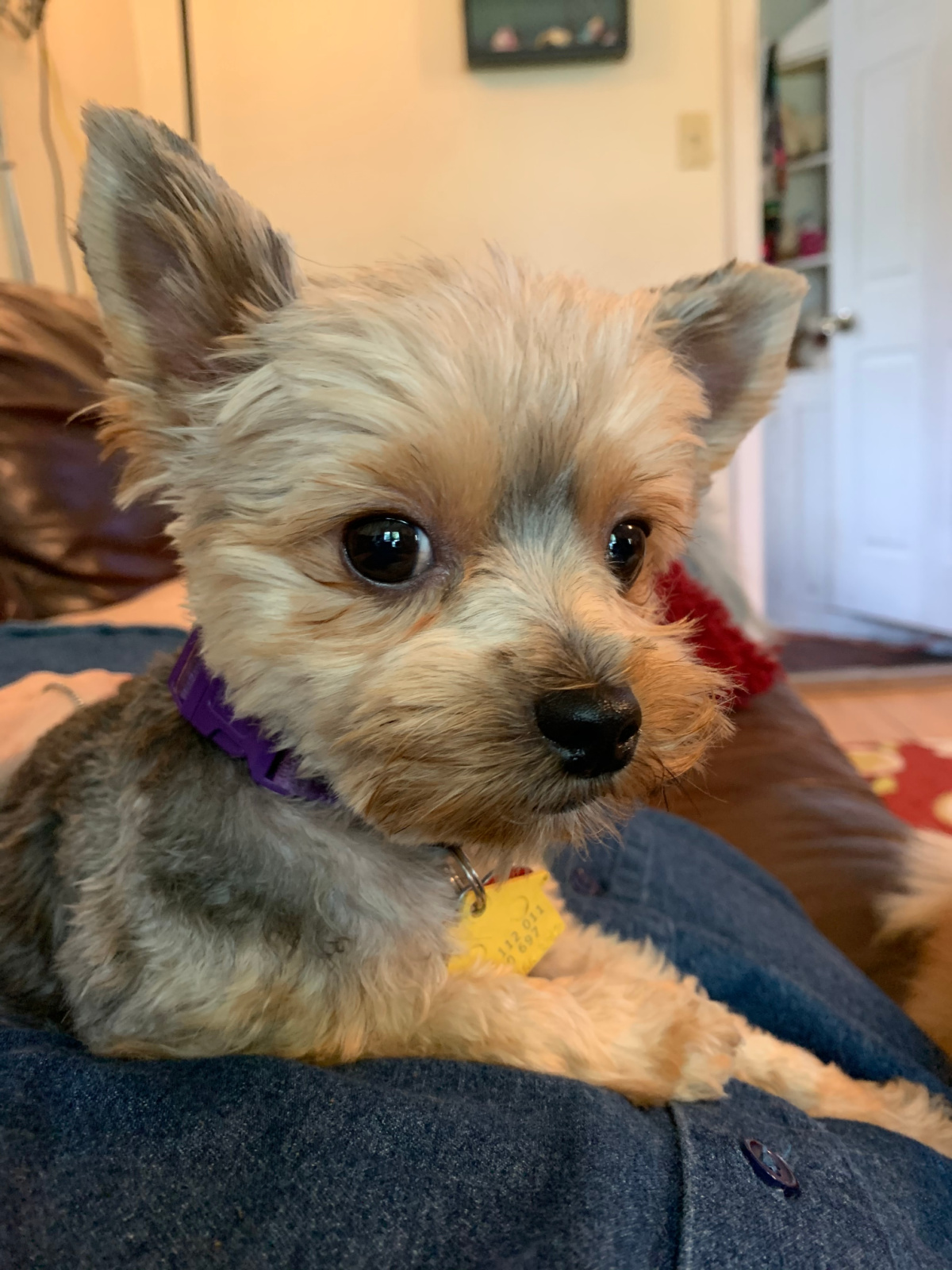 Yorkie Tummy Troubles: Navigating Diarrhea Dilemmas - Yorkie Universe