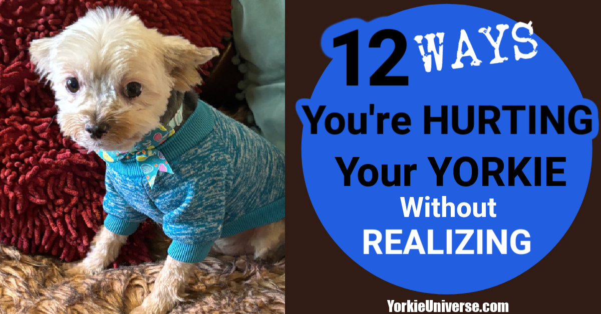 12 Ways You’re Hurting Your Yorkie Without Realizing - Yorkie Universe