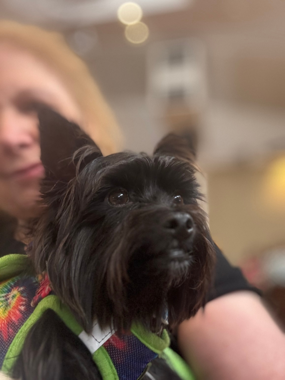 Yorkie Health Red Flags: When to Call the Vet - Yorkie Universe