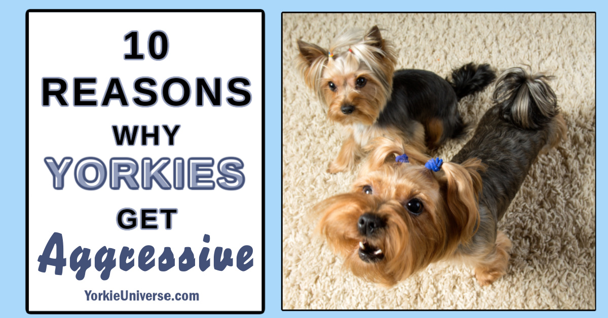 10 Reasons Why Yorkies Get Aggressive - Yorkie Universe