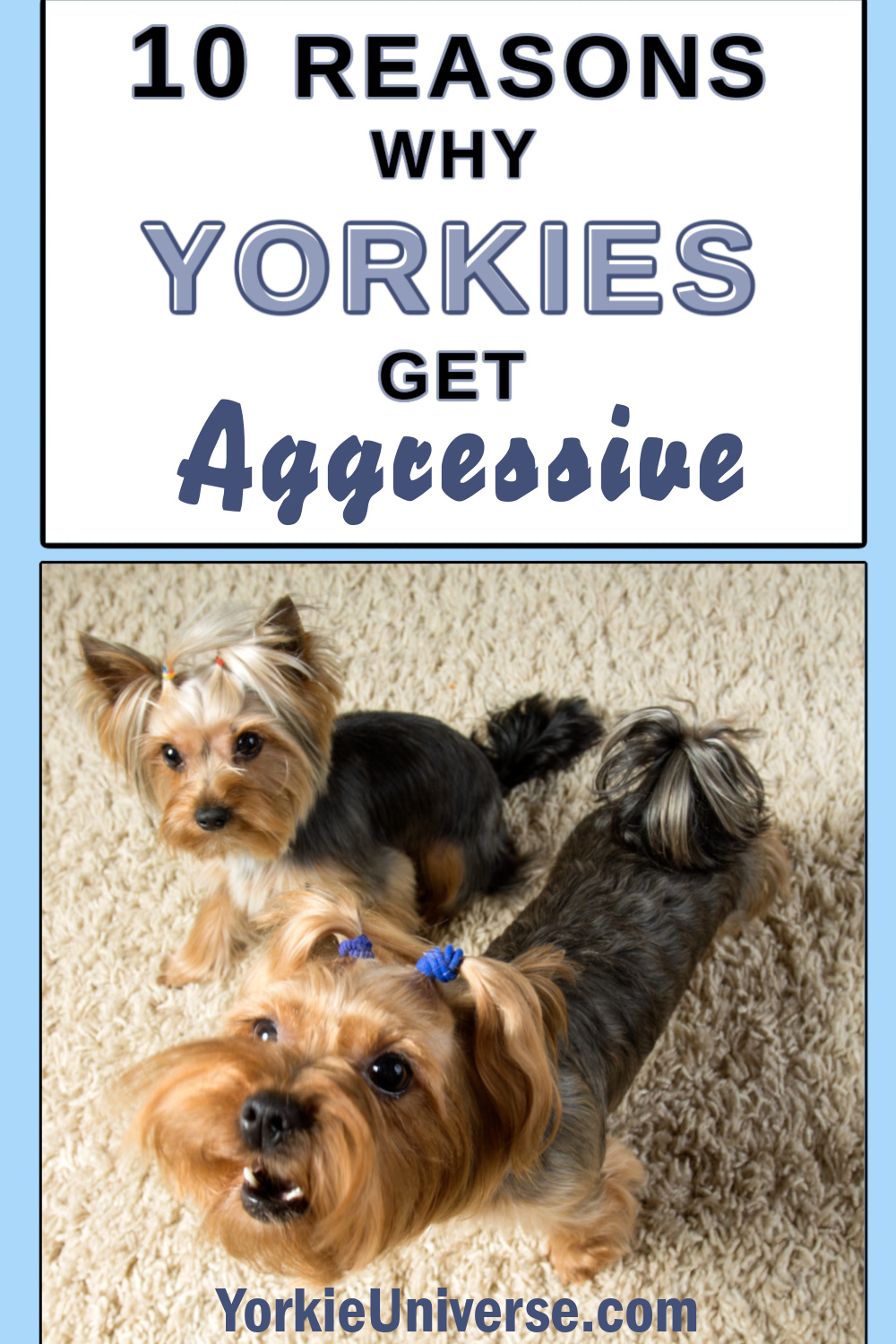 10 Reasons Why Yorkies Get Aggressive - Yorkie Universe