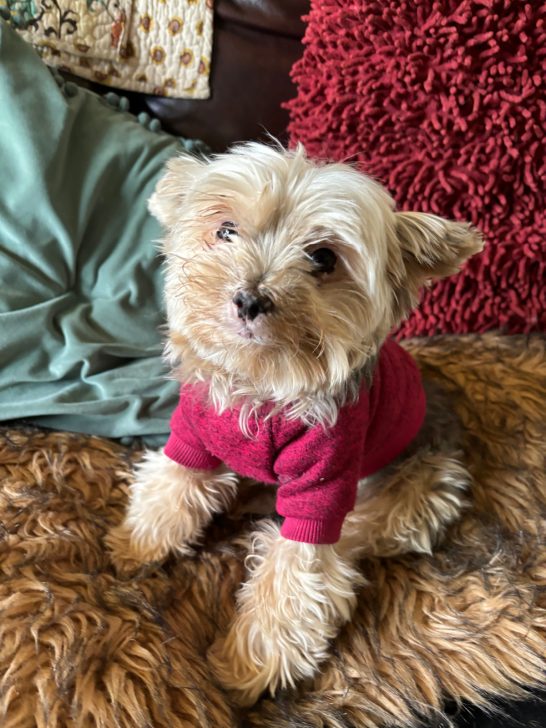 10 Reasons Why Yorkies Get Aggressive - Yorkie Universe