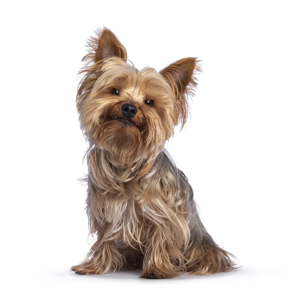 The Benefits of Adopting an Older Yorkie - Yorkie Universe