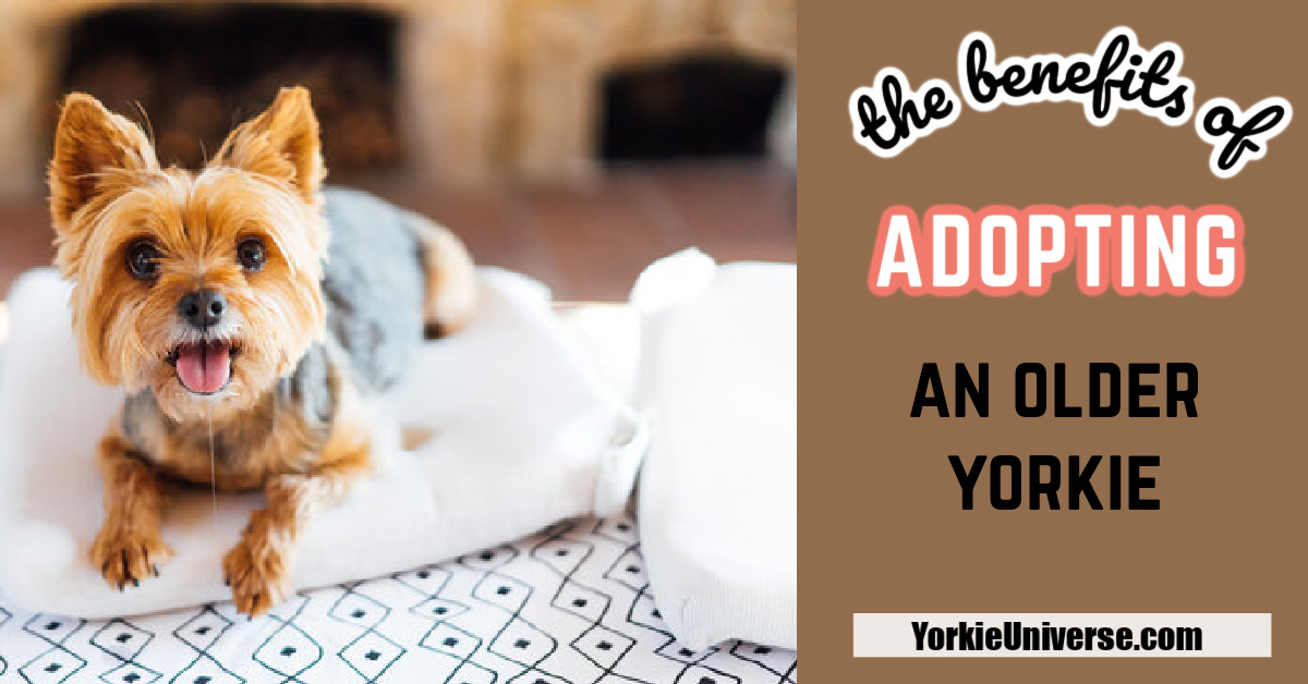 The Benefits of Adopting an Older Yorkie - Yorkie Universe