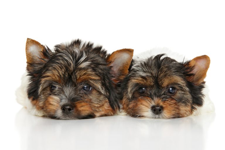 Teacup Yorkies vs. Standard Yorkies - Yorkie Universe
