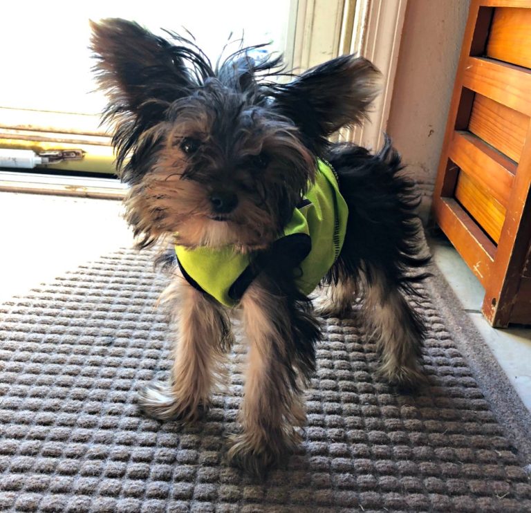 Yorkie-Proof Your Home: 10 Essential Tips for Keeping Your Yorkie Safe ...