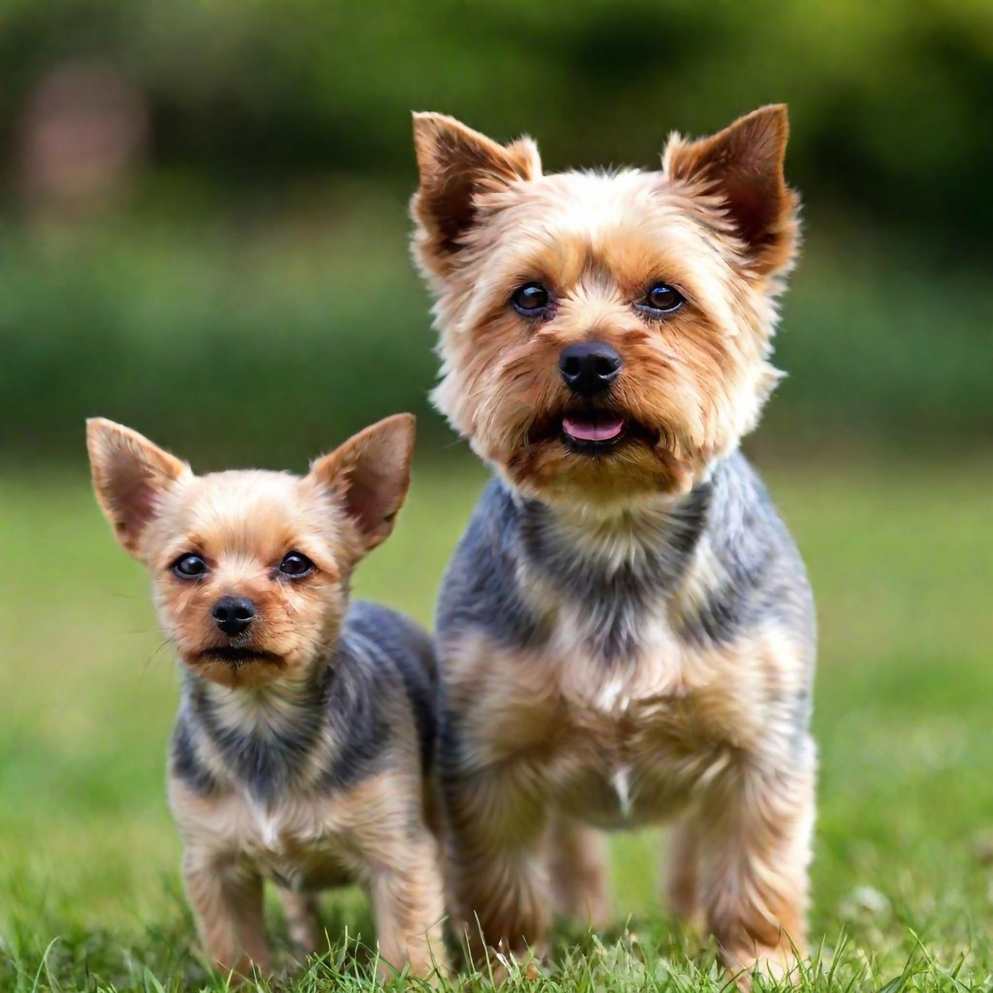 Teacup Yorkies vs. Standard Yorkies - Yorkie Universe
