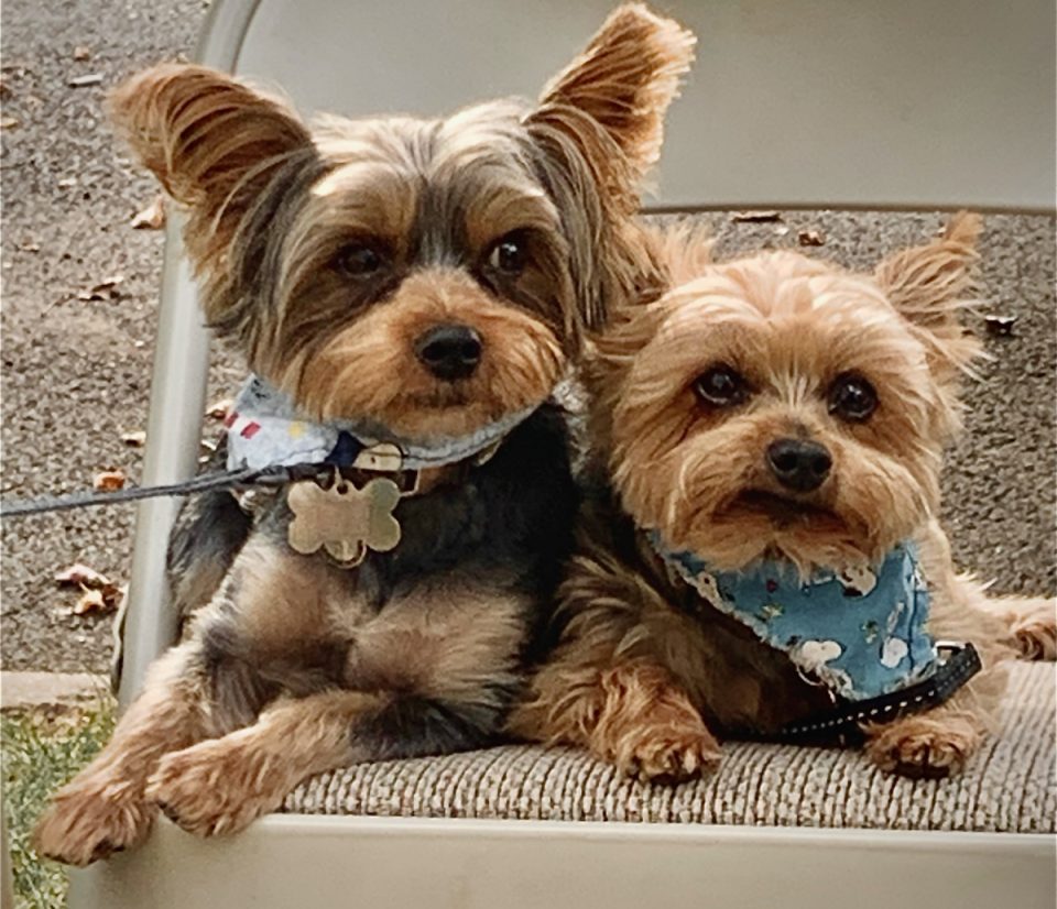 Mastering Yorkie Behavior: 10 Effective Strategies for a Well-Behaved Companion - Yorkie Universe