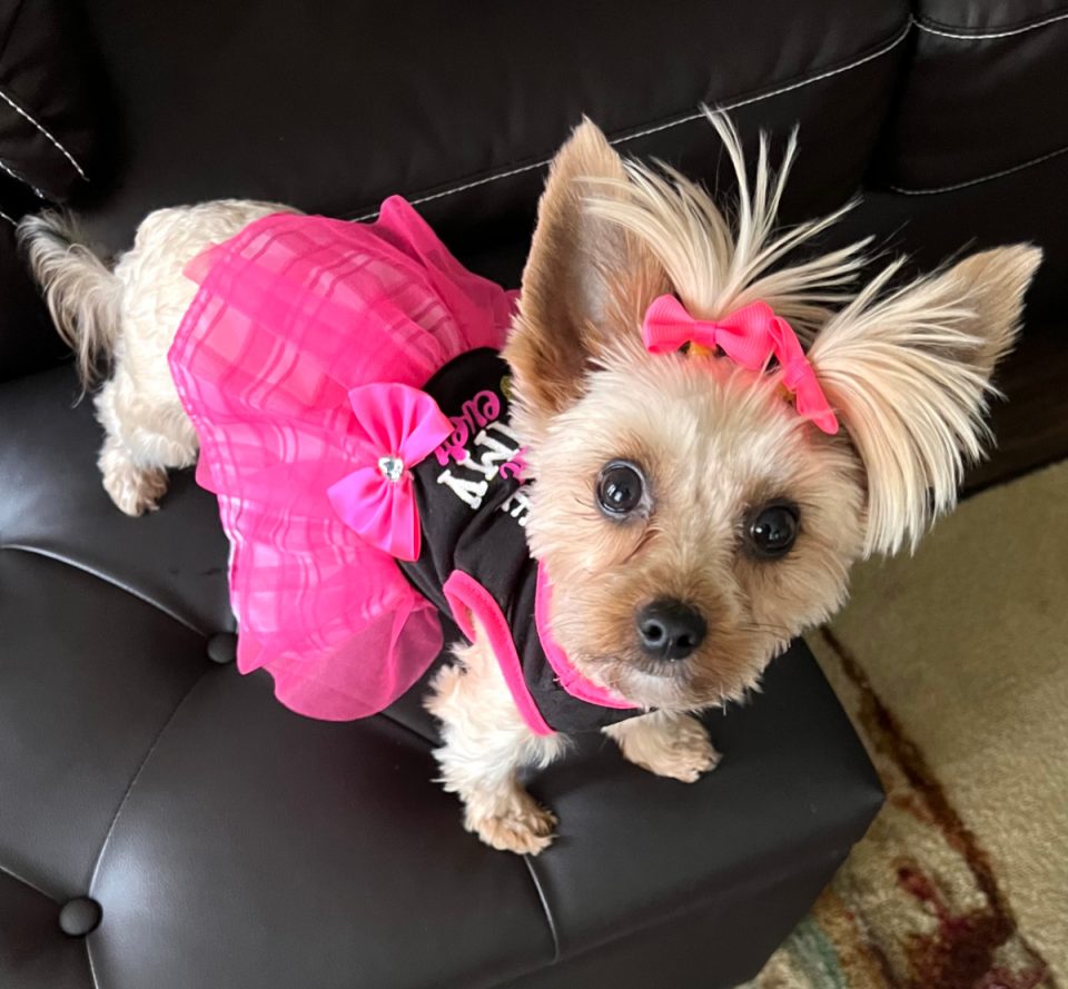 Mastering Yorkie Behavior: 10 Effective Strategies for a Well-Behaved ...