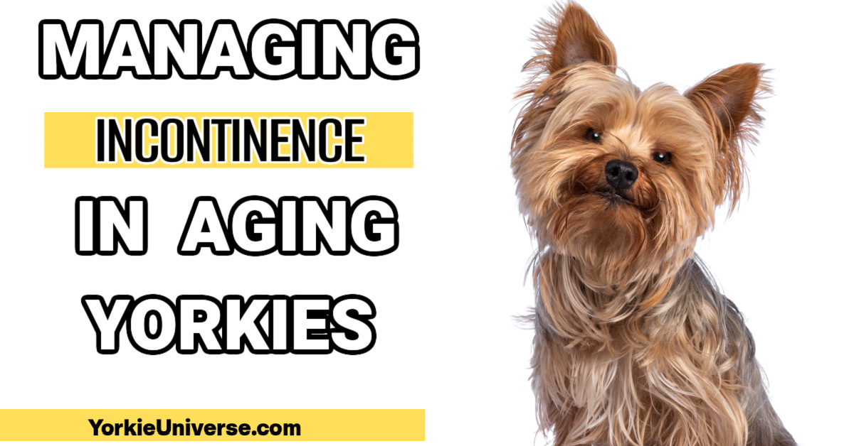 Managing Incontinence in Aging Yorkies - Yorkie Universe