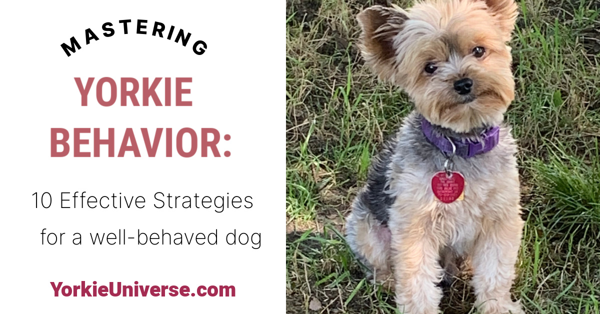 Mastering Yorkie Behavior: 10 Effective Strategies for a Well-Behaved Companion - Yorkie Universe