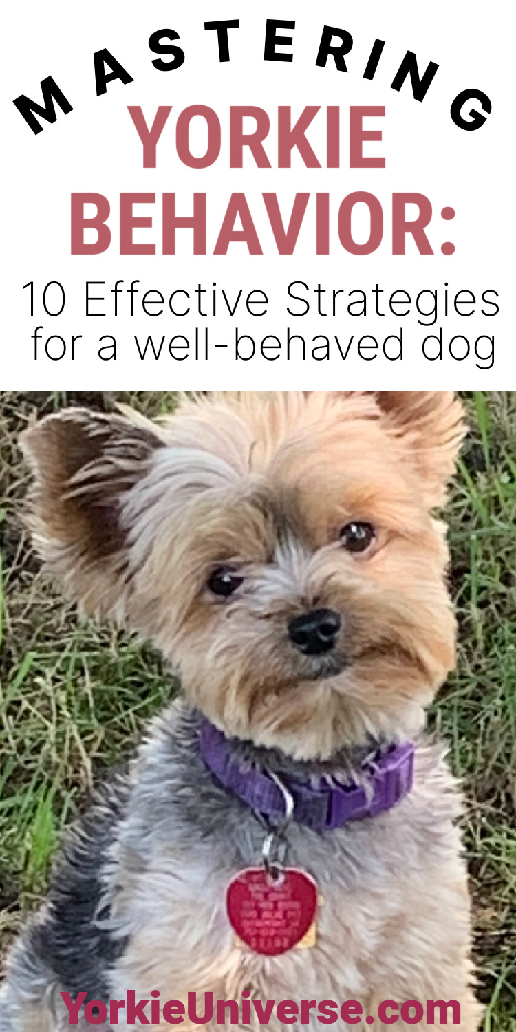 Mastering Yorkie Behavior: 10 Effective Strategies for a Well-Behaved ...