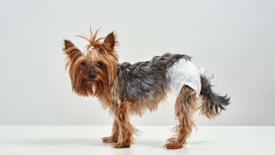 Managing Incontinence in Aging Yorkies - Yorkie Universe