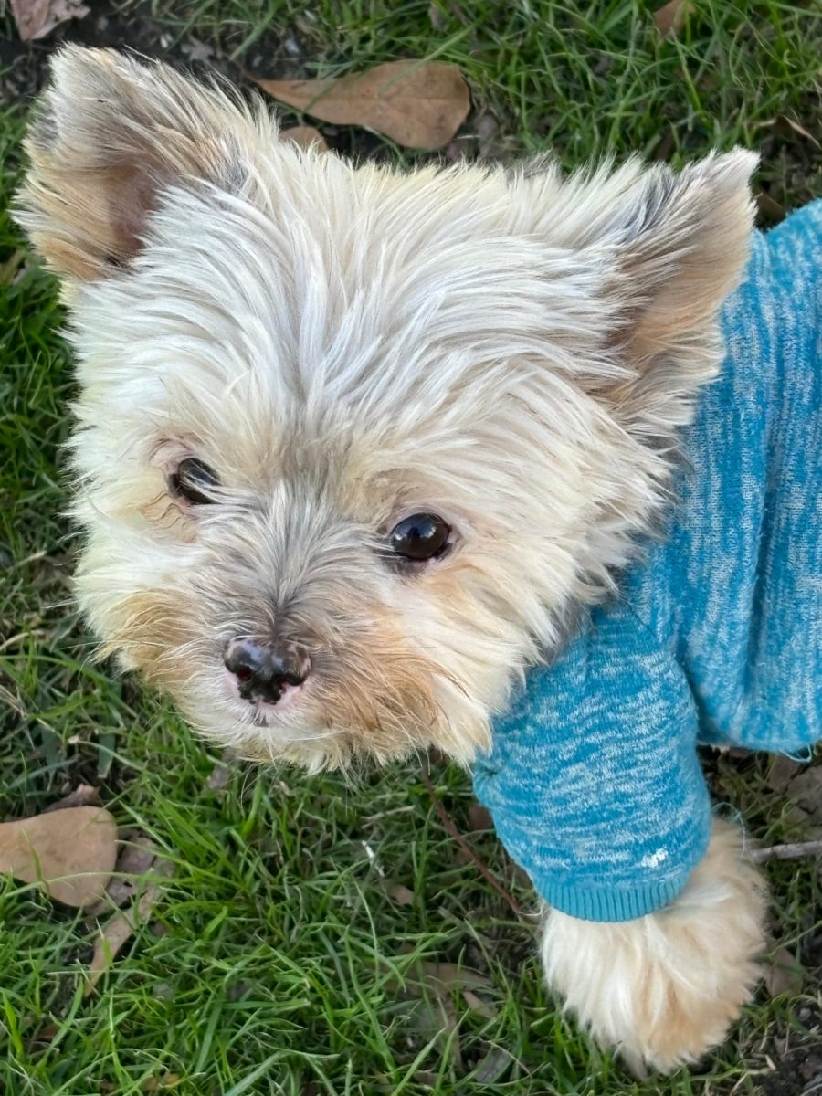 Mastering Yorkie Behavior: 10 Effective Strategies for a Well-Behaved ...