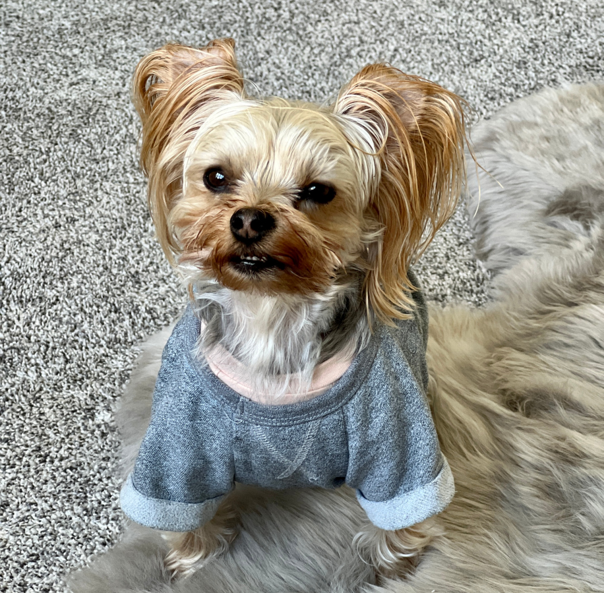 Benefits of Spaying or Neutering Your Yorkshire Terrier - Yorkie Universe