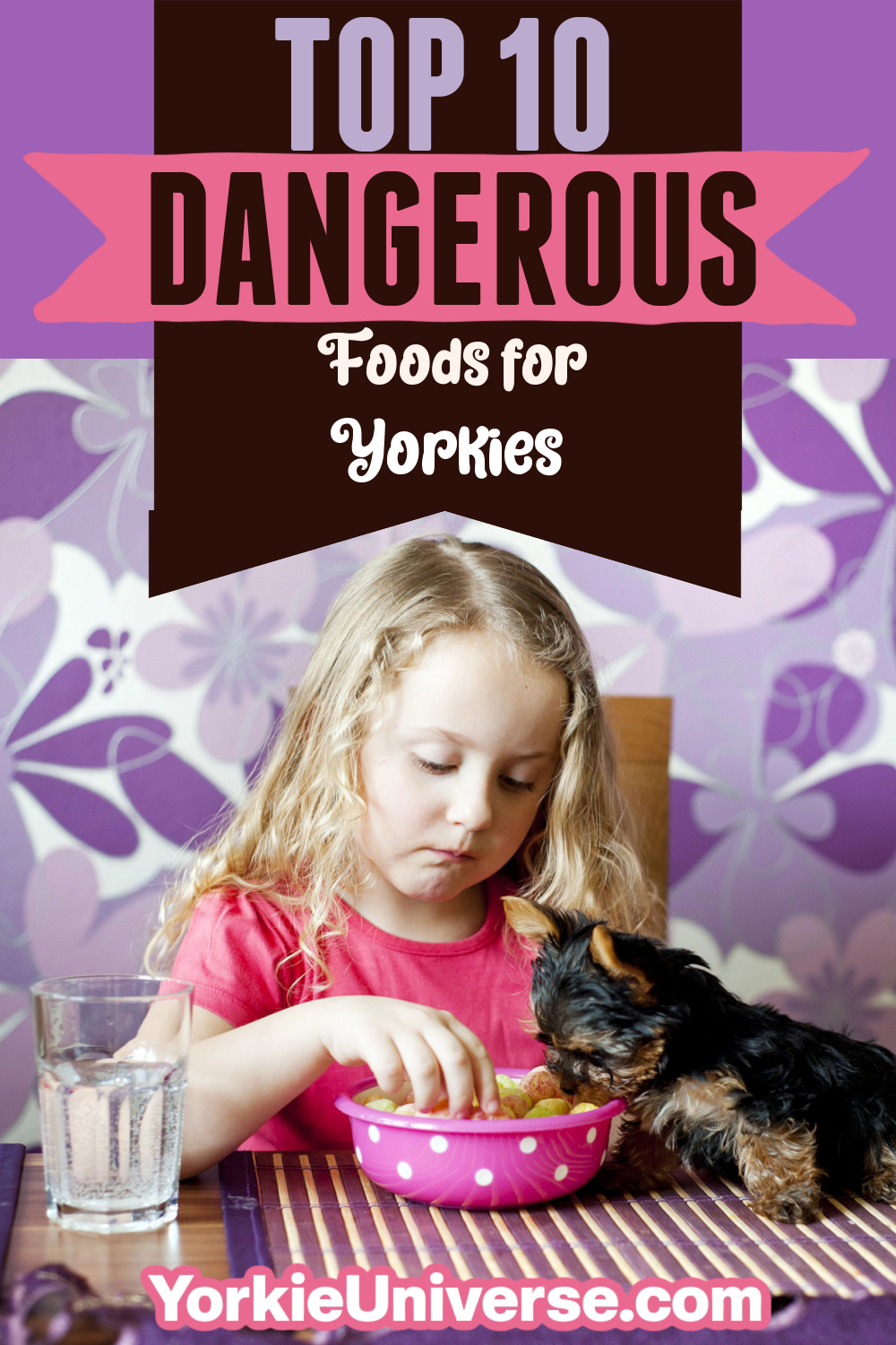 Top 10 Dangerous Foods for Yorkies - Yorkie Universe