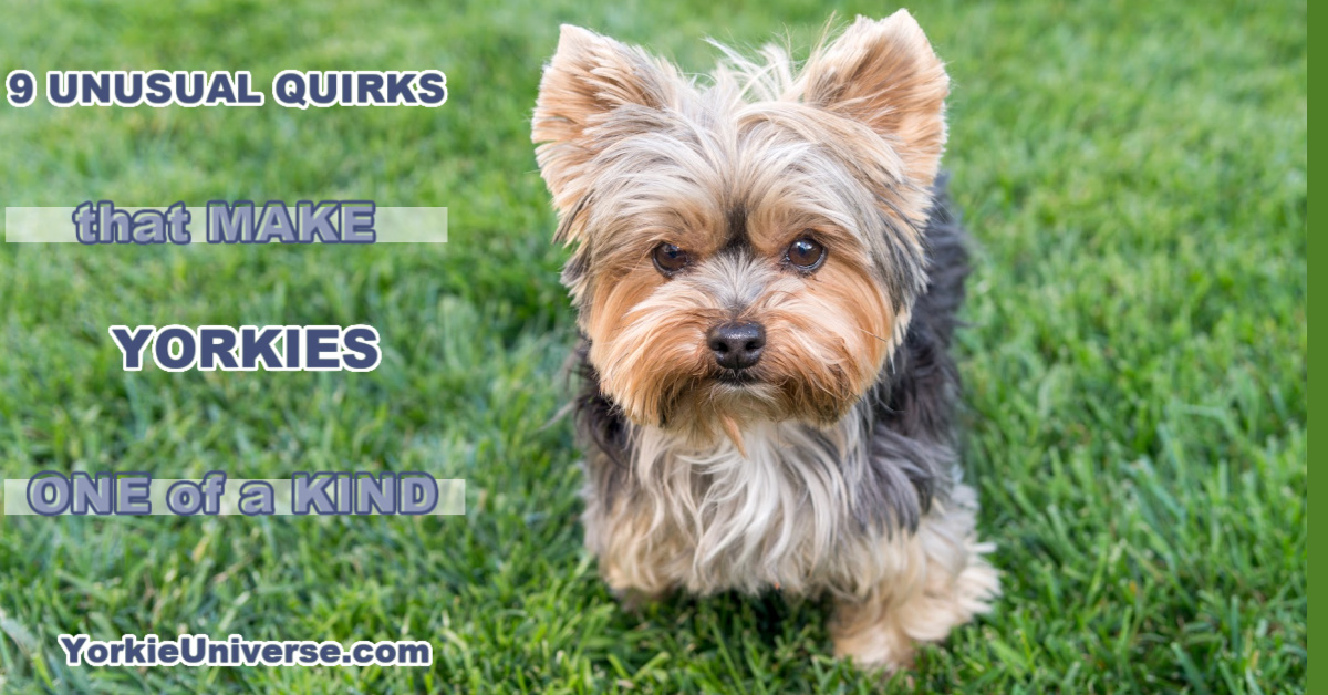 9 Unusual Quirks That Make Yorkshire Terriers One of a Kind - Yorkie ...