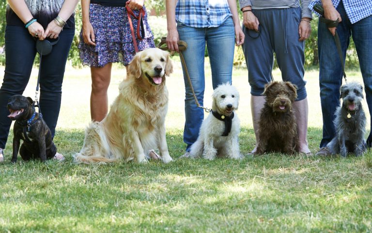 Your Quick Guide to Finding Yorkshire Terrier-Friendly Activities in a ...