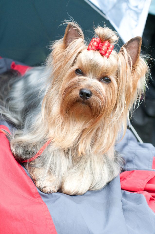 Your Quick Guide to Finding Yorkshire Terrier-Friendly Activities in a ...