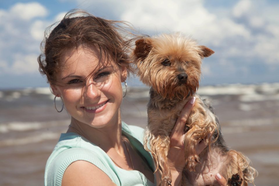 Your Quick Guide to Finding Yorkshire Terrier-Friendly Activities in a ...